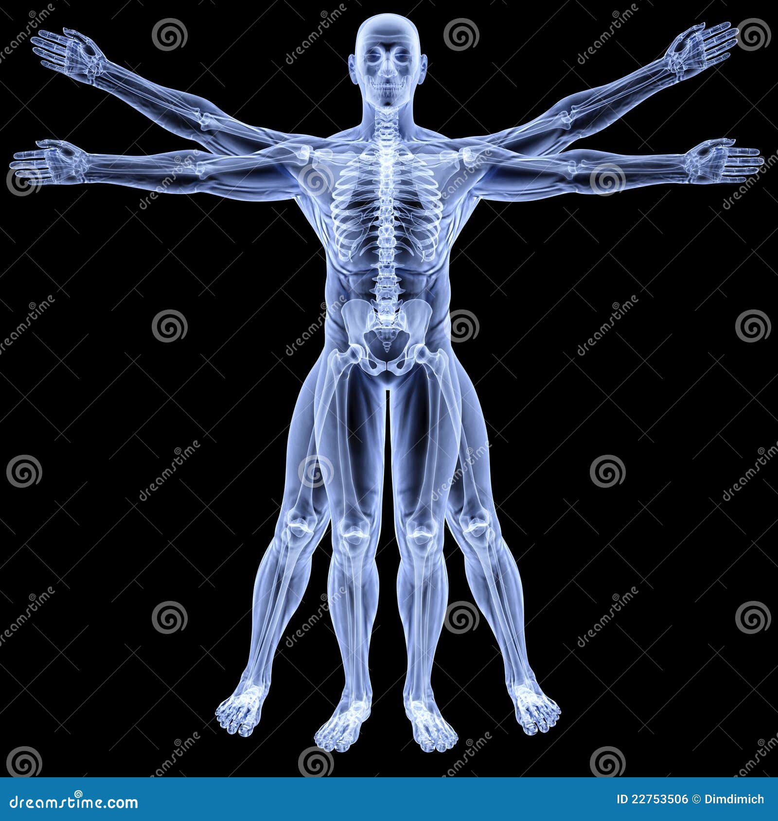 Vitruvian Man - Muscle System Royalty-Free Illustration | CartoonDealer ...