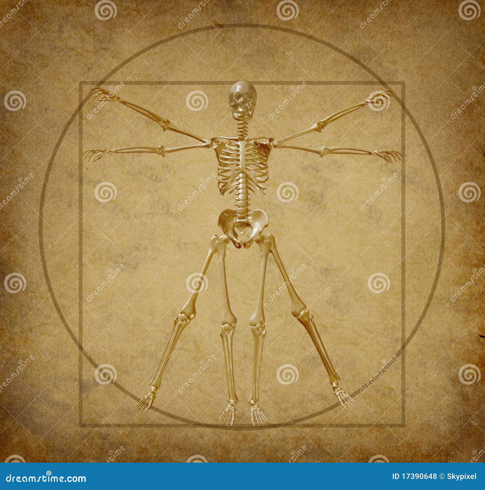 Vitruvian Human Diagram Cartoon Vector | CartoonDealer.com #139507185