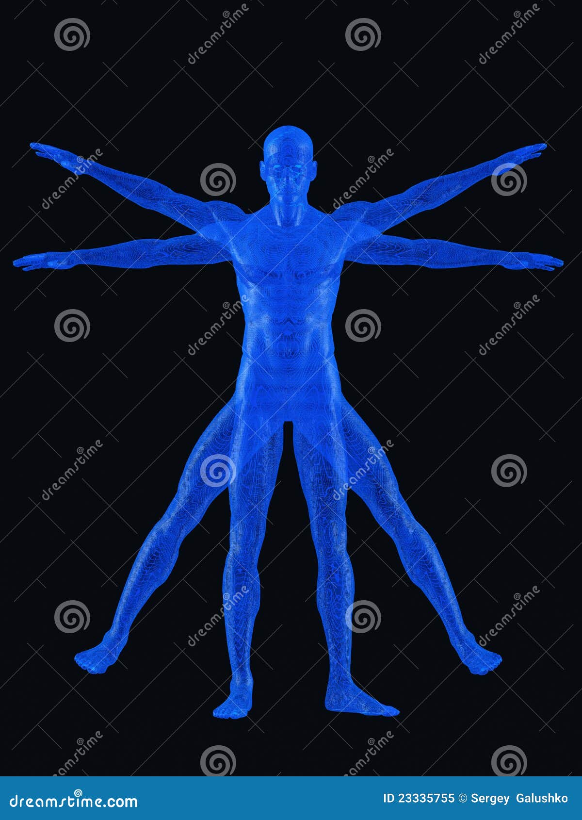 Vitruvian Man - Muscle System Royalty-Free Illustration | CartoonDealer ...