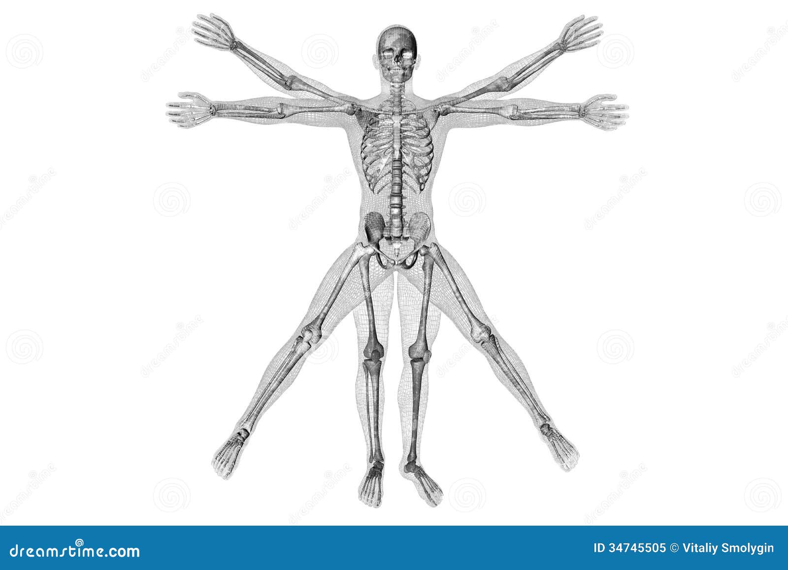 Vitruvian Skeleton Anatomical Skeletal Proportions Bones Vector ...