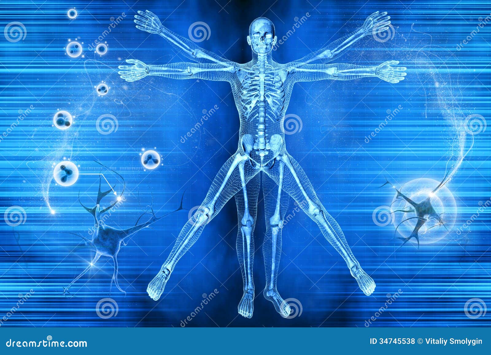 Vitruvian Skeleton Anatomical Skeletal Proportions Bones Vector ...