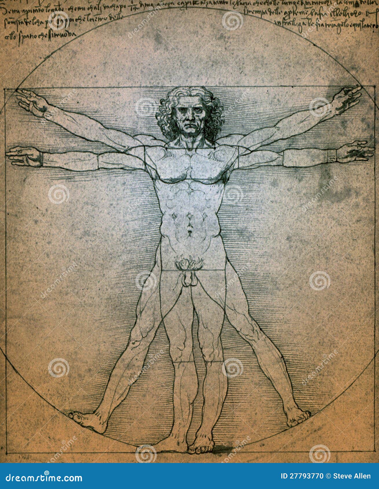 Leonardo Da Vinci`s Vitruvian Man In Vector | CartoonDealer.com #239437793 Leonardo Da Vinci`s Vitruvian Man In Vector | CartoonDealer.com #239437793