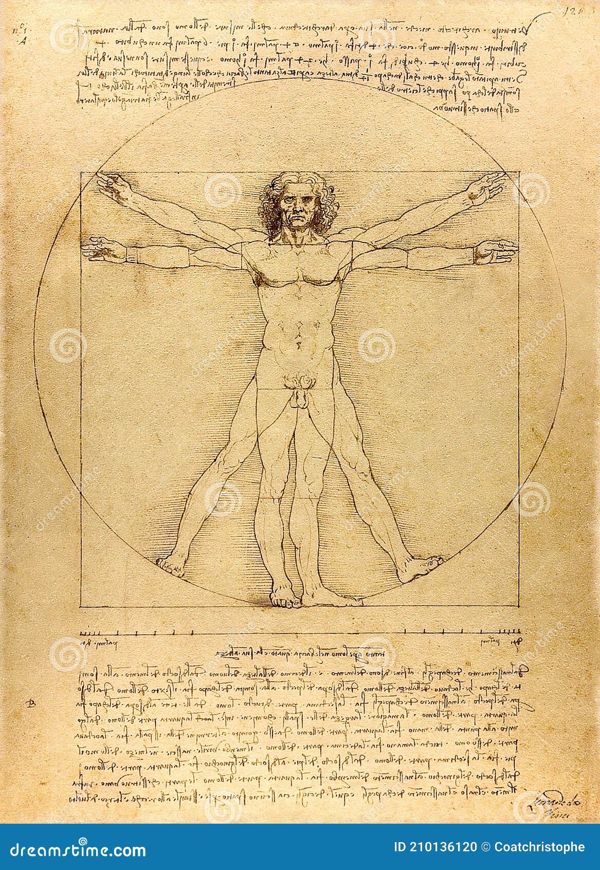 Vitruvian Man By Leonardo Da Vinci Vector Illustration | CartoonDealer ...