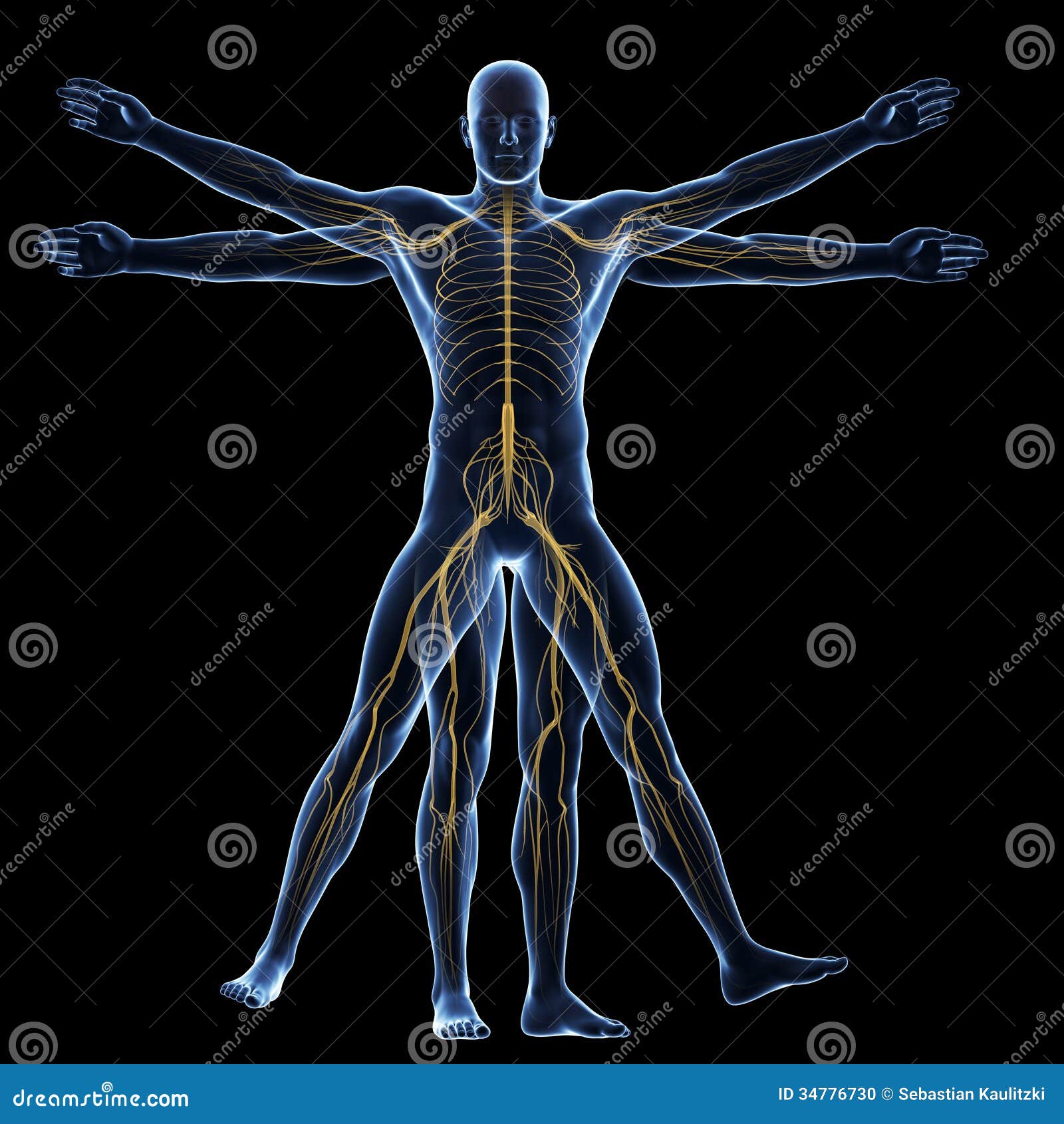 Vitruvian Man - Nervous System Stock Illustration - Illustration of ...