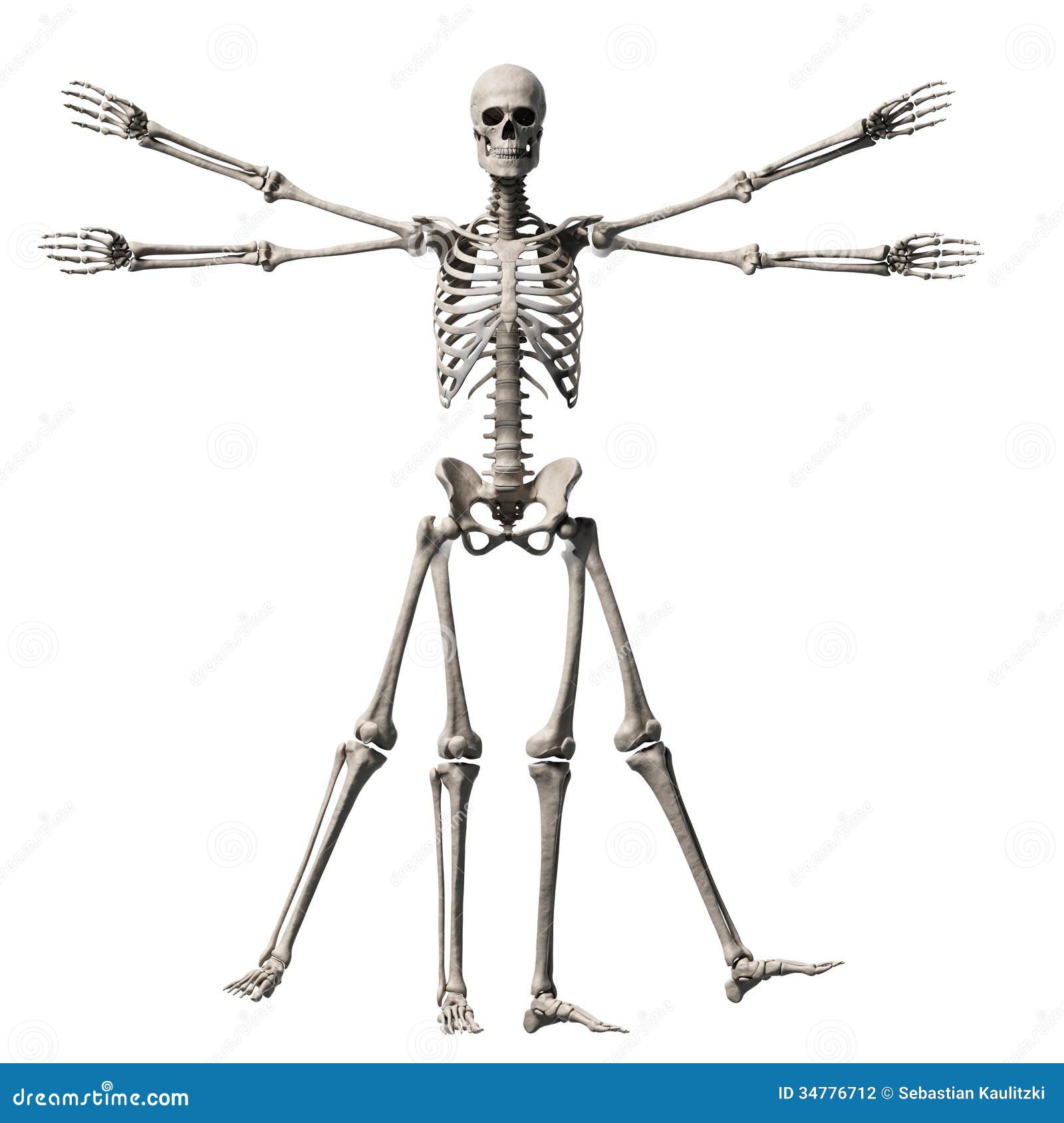 Vitruvian man - skeleton stock illustration. Illustration of vinci ...