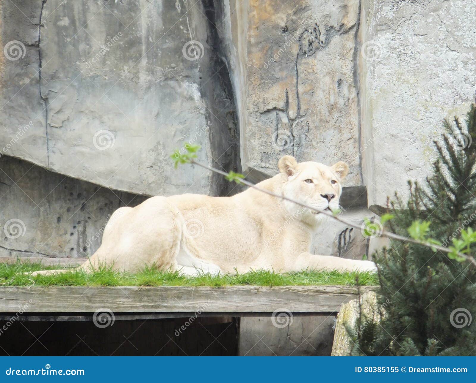 Vitt lejon fotografering för bildbyråer. Bild av detta - 80385155