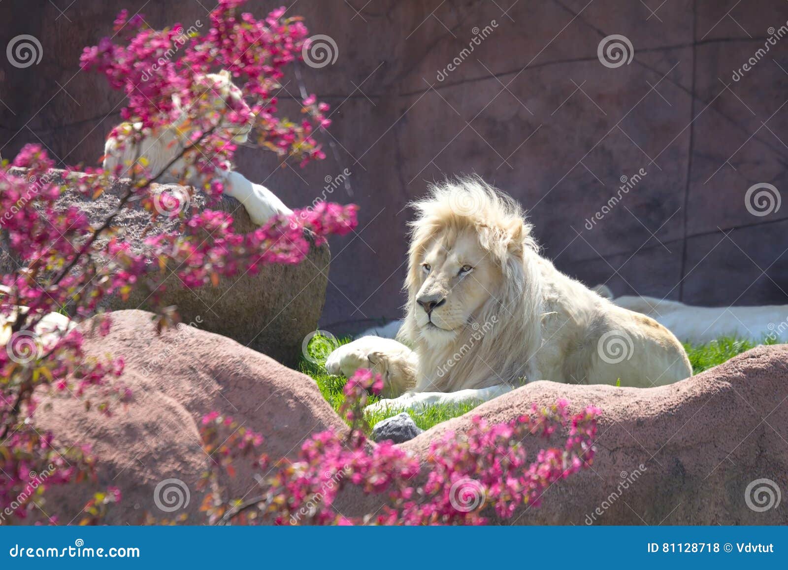 Vitt lejon arkivfoto. Bild av ögon, ligga, natur, öron - 81128718