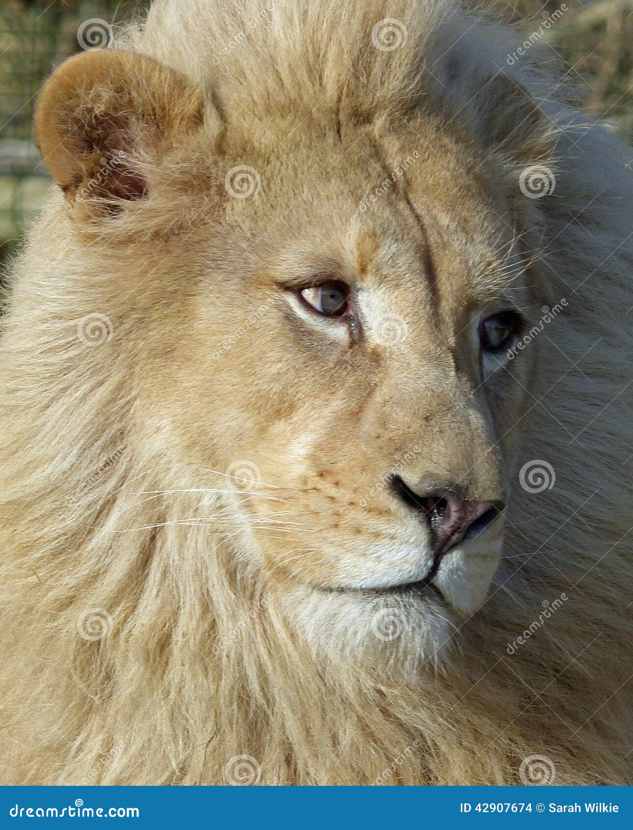 Vitt lejon - man arkivfoto. Bild av vitt, vild, bifokal - 42907674