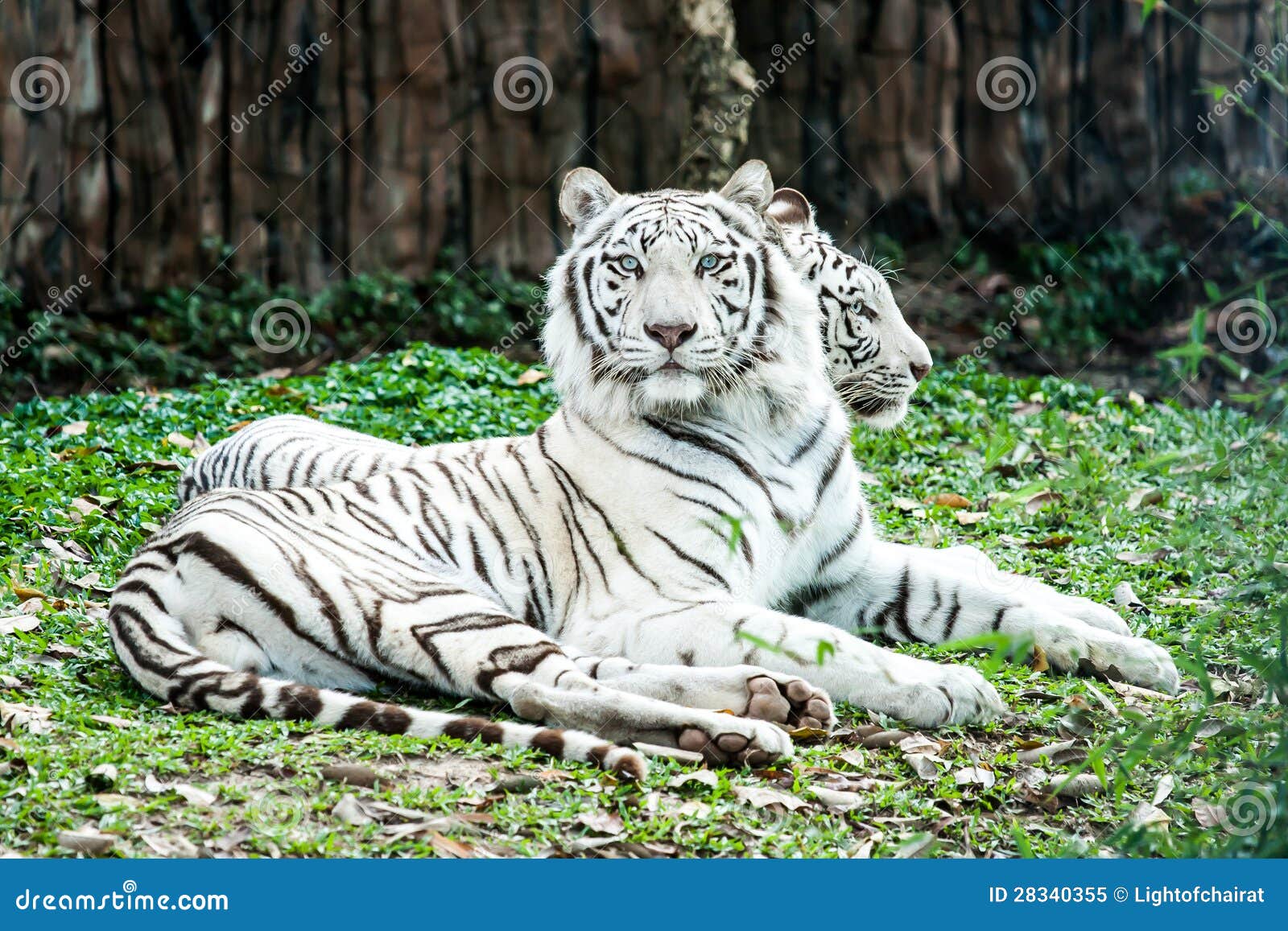 Vittiger I Nightsafarichiangmaien Thailand Fotografering för Bildbyråer ...