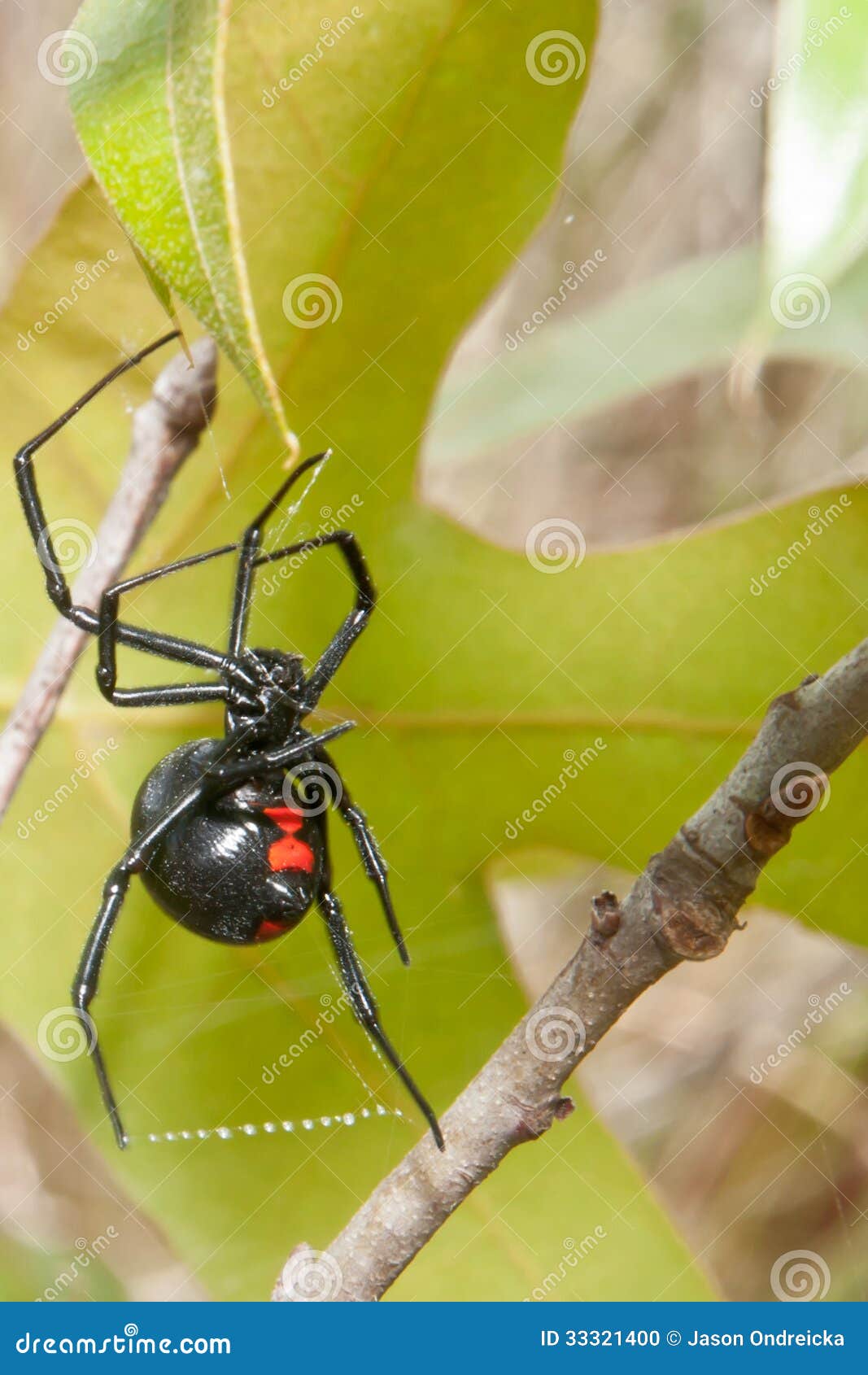 Viuda negra foto de archivo. Imagen de ambiental, espeluznante - 33321400