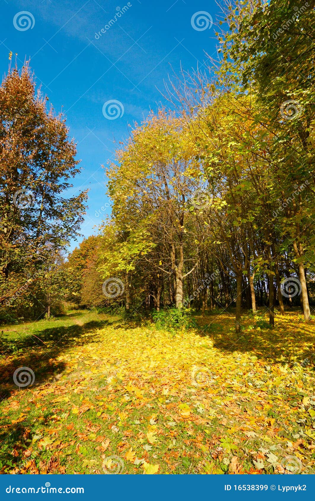 Vivid autumn grove. stock image. Image of fallen, forest - 16538399