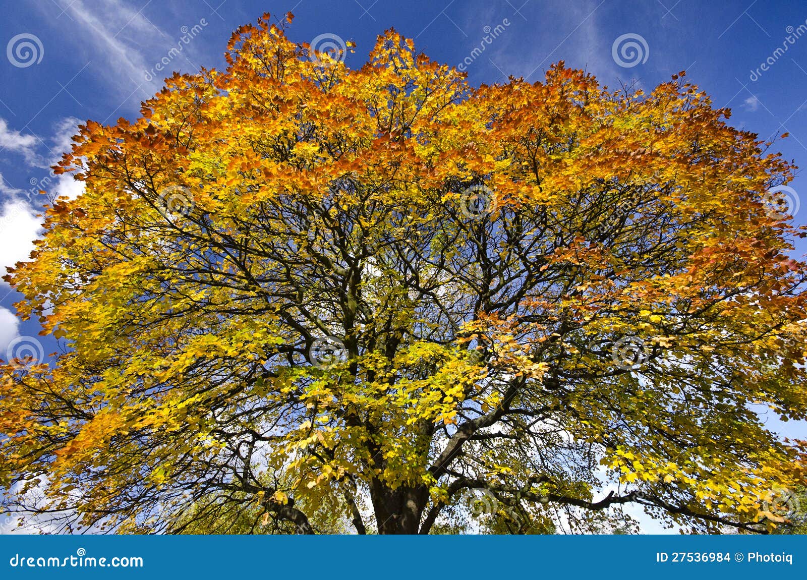Vivid Autumn Tree-top Against a Blue Sky Backround Stock Photo - Image ...