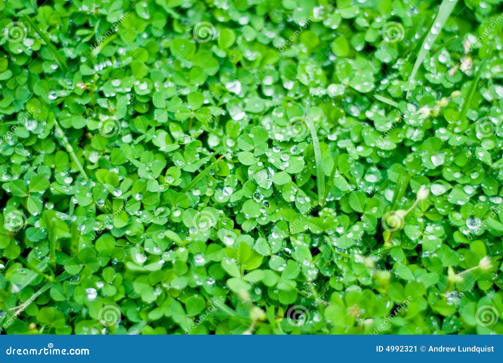Vivid Bed Of Clover Picture. Image: 4992321