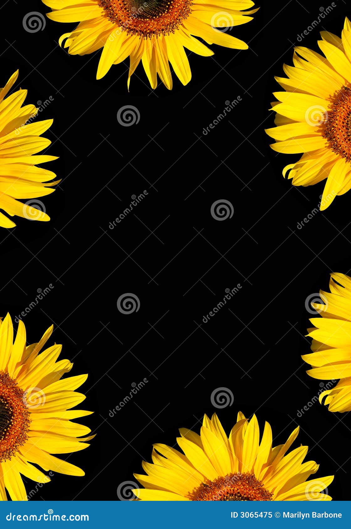 Vivid Border stock image. Image of bloom, spirals, flower - 3065475