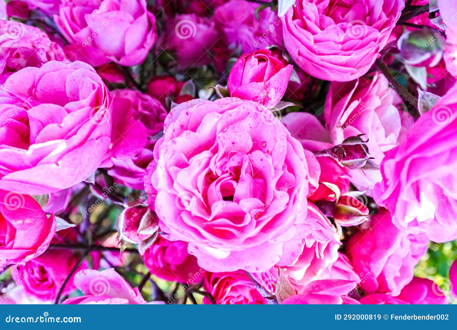Vivid Bright Pink Roses Bush Stock Image - Image of blossom, bloom ...