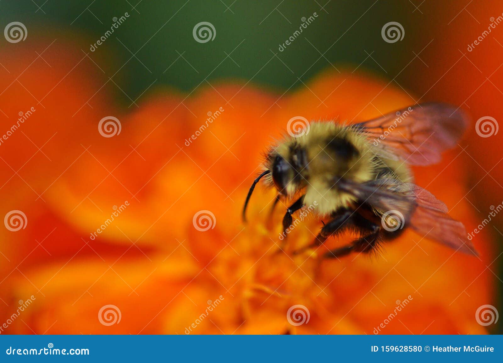 Vivid Bumblebee Pollinate Bright Orange Flower Stock Photo - Image of ...