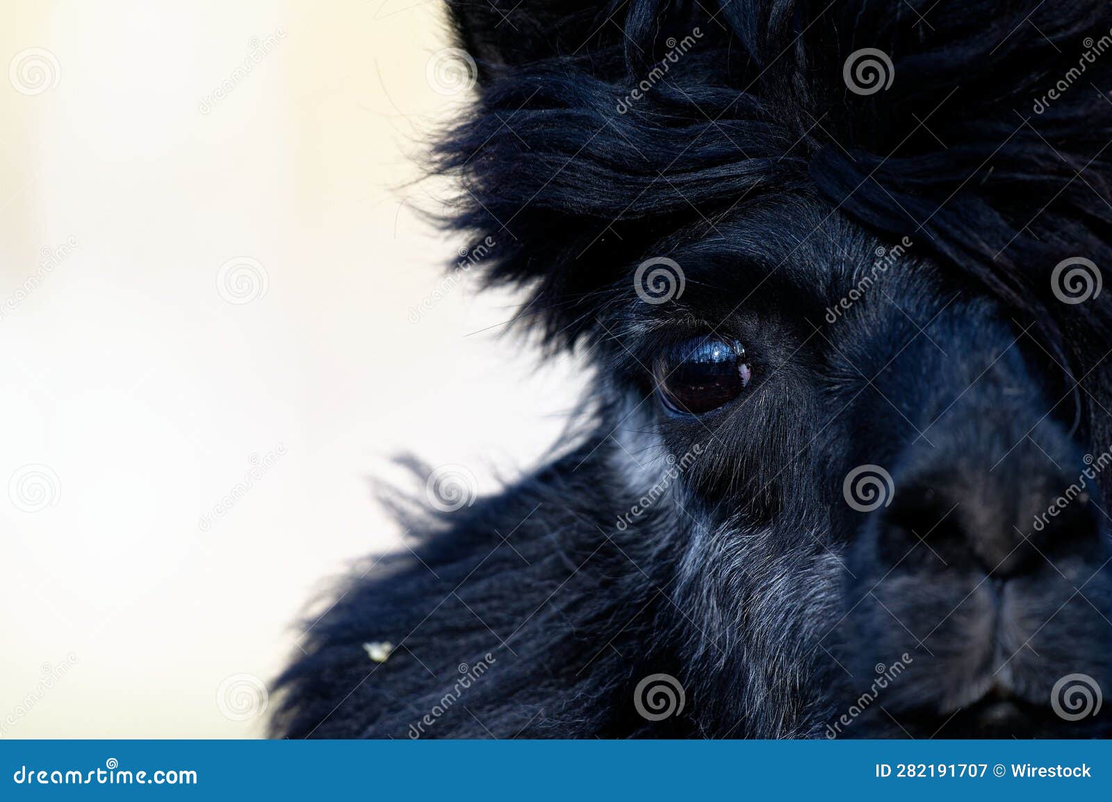 Vivid Close Up of a Cute Black Alpaca Stock Image - Image of grass ...