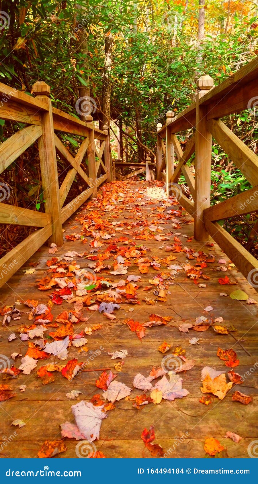 Vivid Color Fall Leaves on Bridge Stock Photo - Image of vivid, color ...