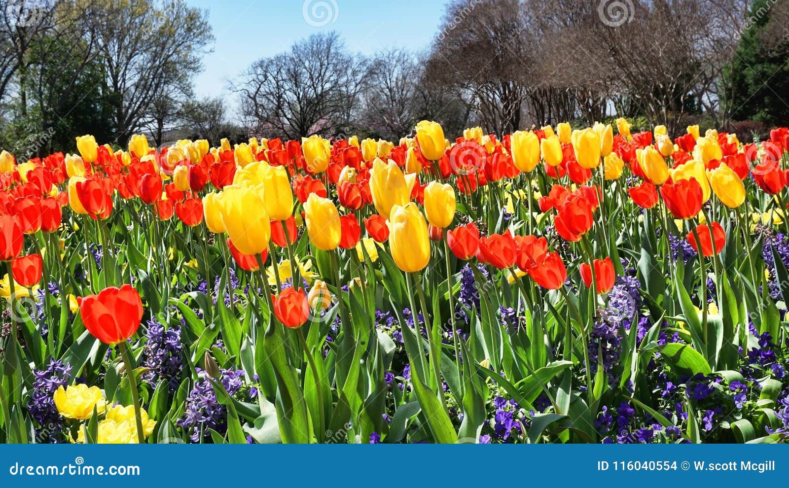 Springtime Tulips in Texas. Stock Photo - Image of field, bloom: 116040554