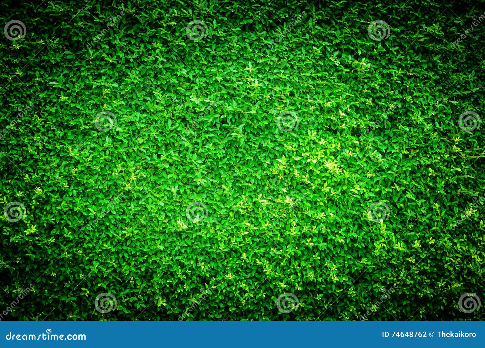 Vivid and Dark Nature Green Leaf Background Texture Stock Photo - Image ...