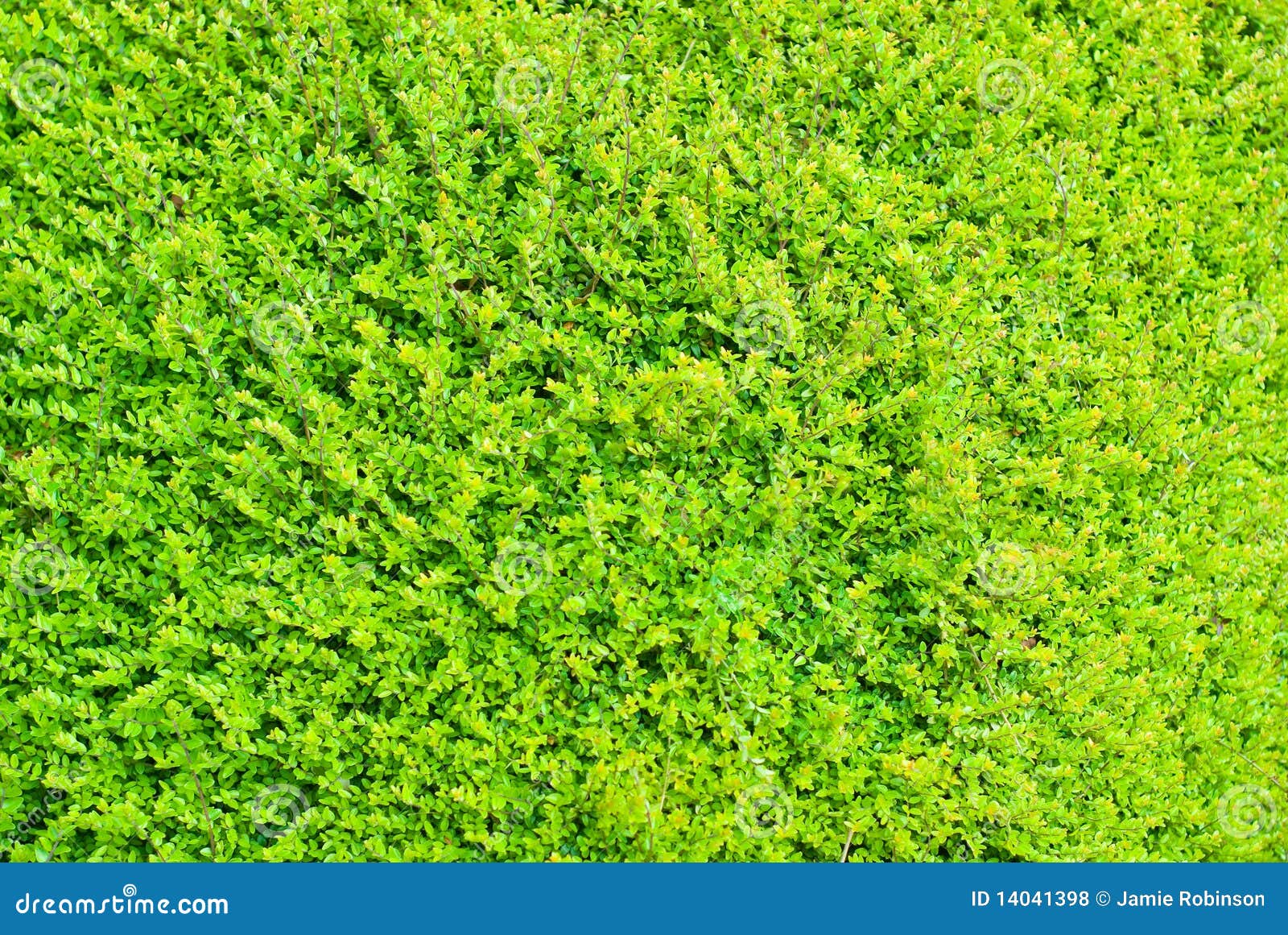 Vivid Detail Background of Green Hedge Stock Photo - Image of banner ...