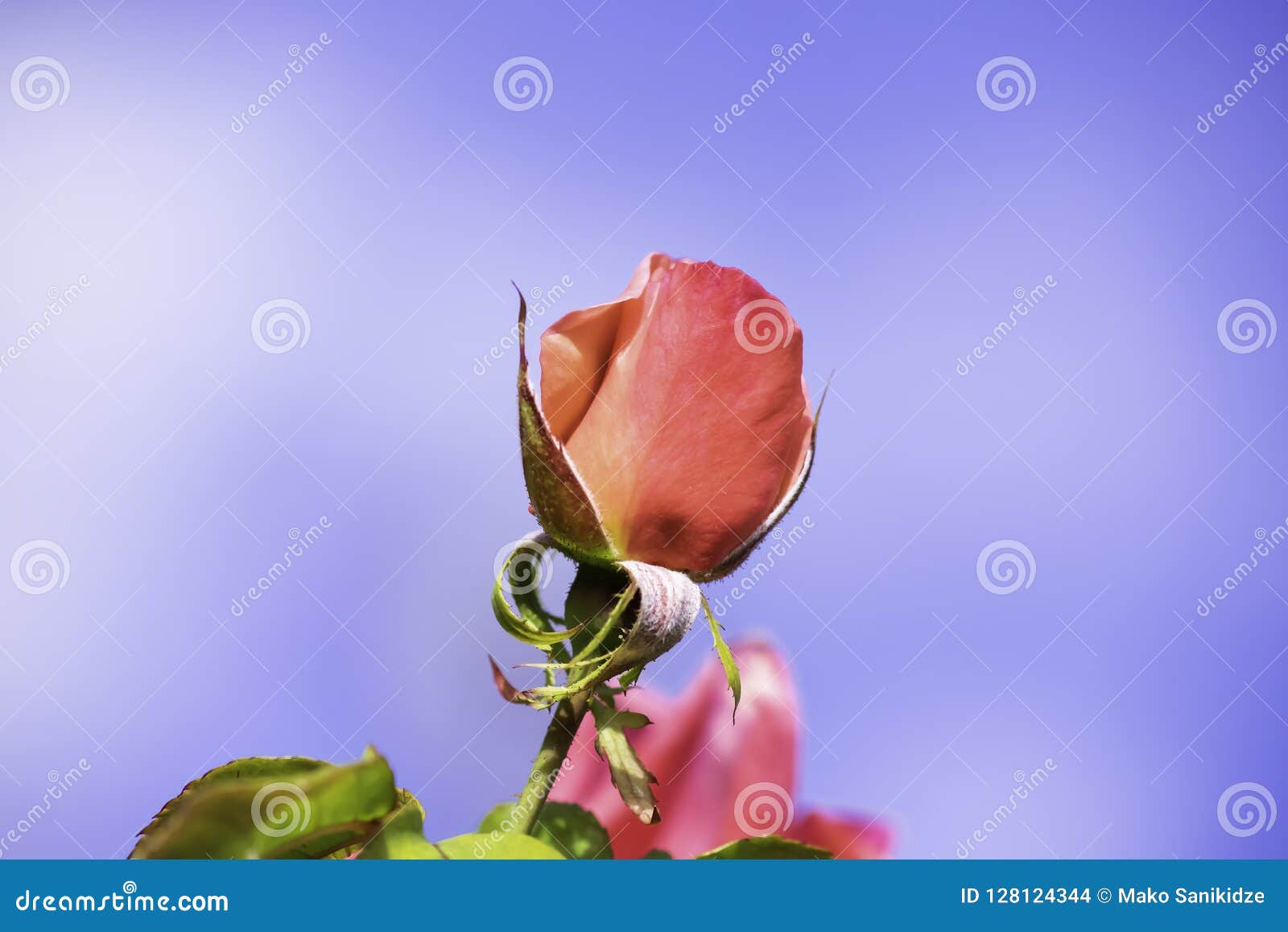 Red rose in the sky stock photo. Image of like, mood - 128124344