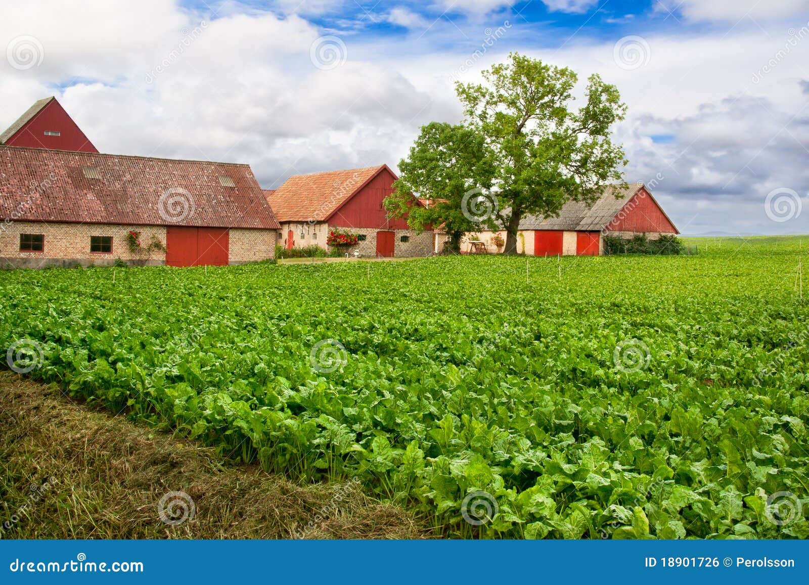 Vivid farmland stock photo. Image of land, fresh, blue - 18901726