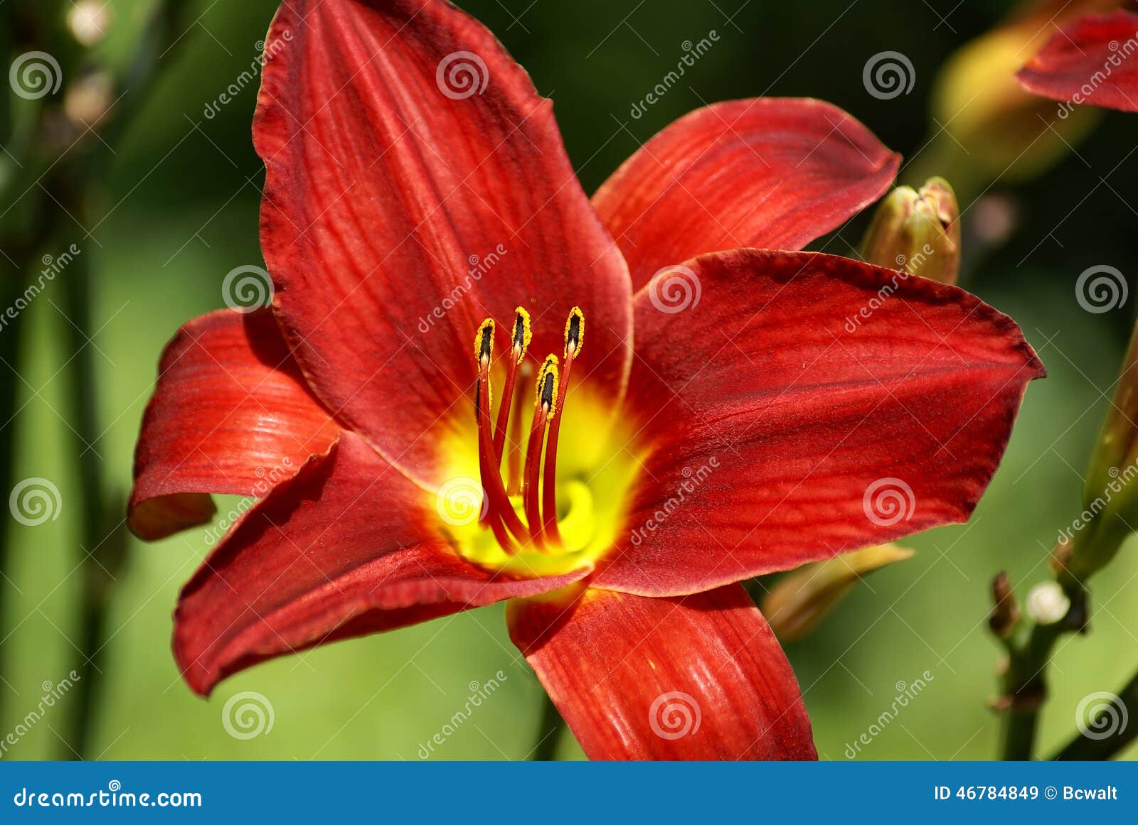 Vivid Fire Lilly stock image. Image of vivid, garden - 46784849
