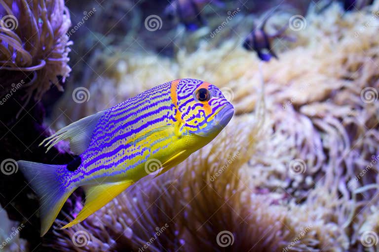 Vivid fish stock image. Image of fish, dream, nature - 18478145
