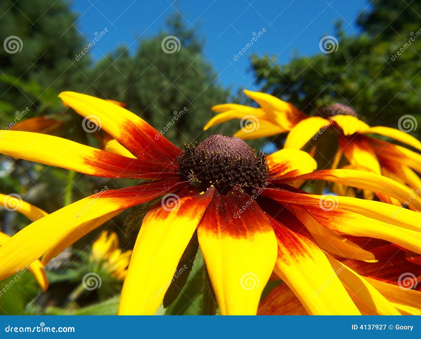 Vivid flower stock image. Image of garden, detail, blue - 4137927