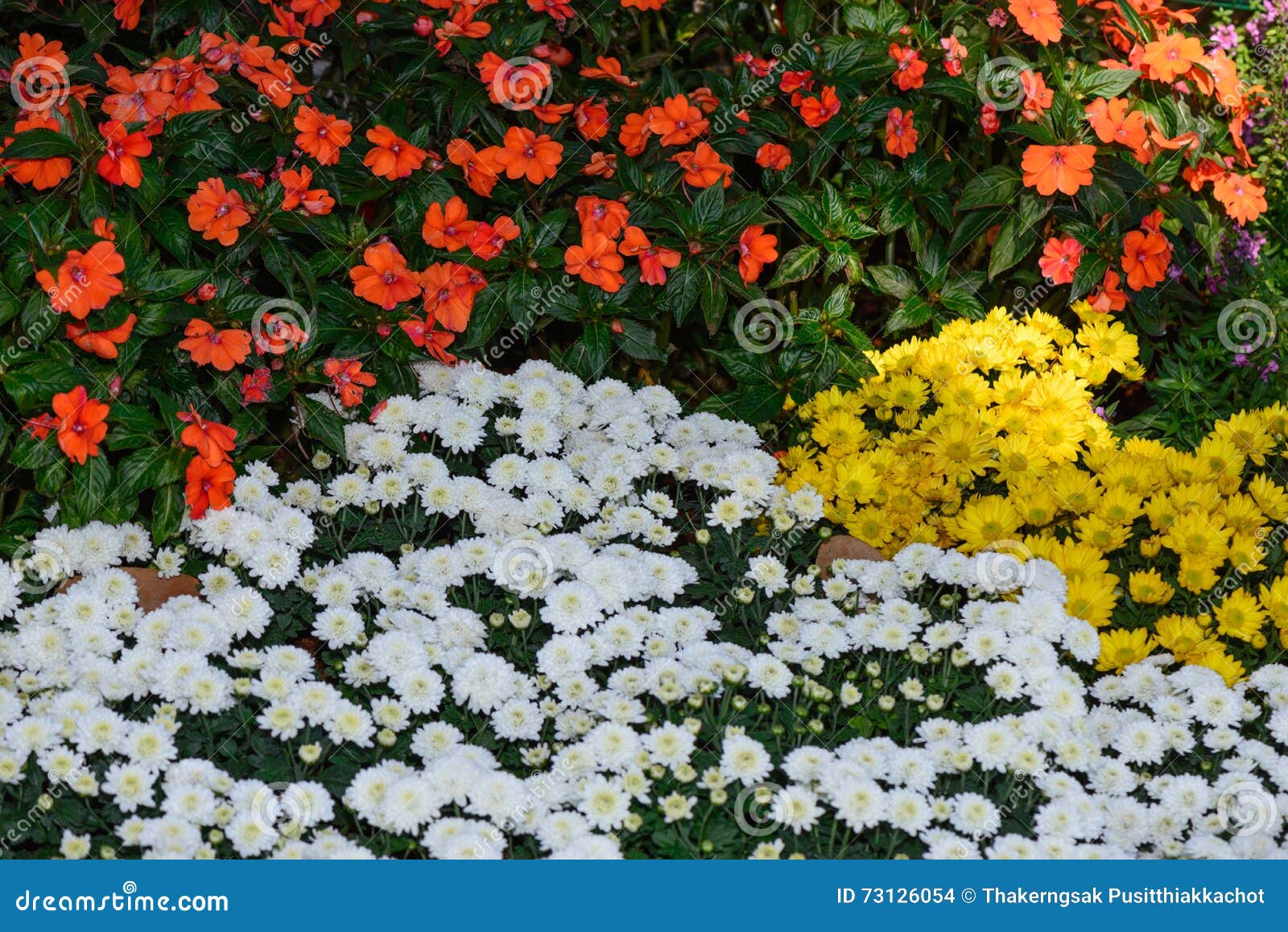 Vivid Flower Royalty-Free Stock Image | CartoonDealer.com #34991224