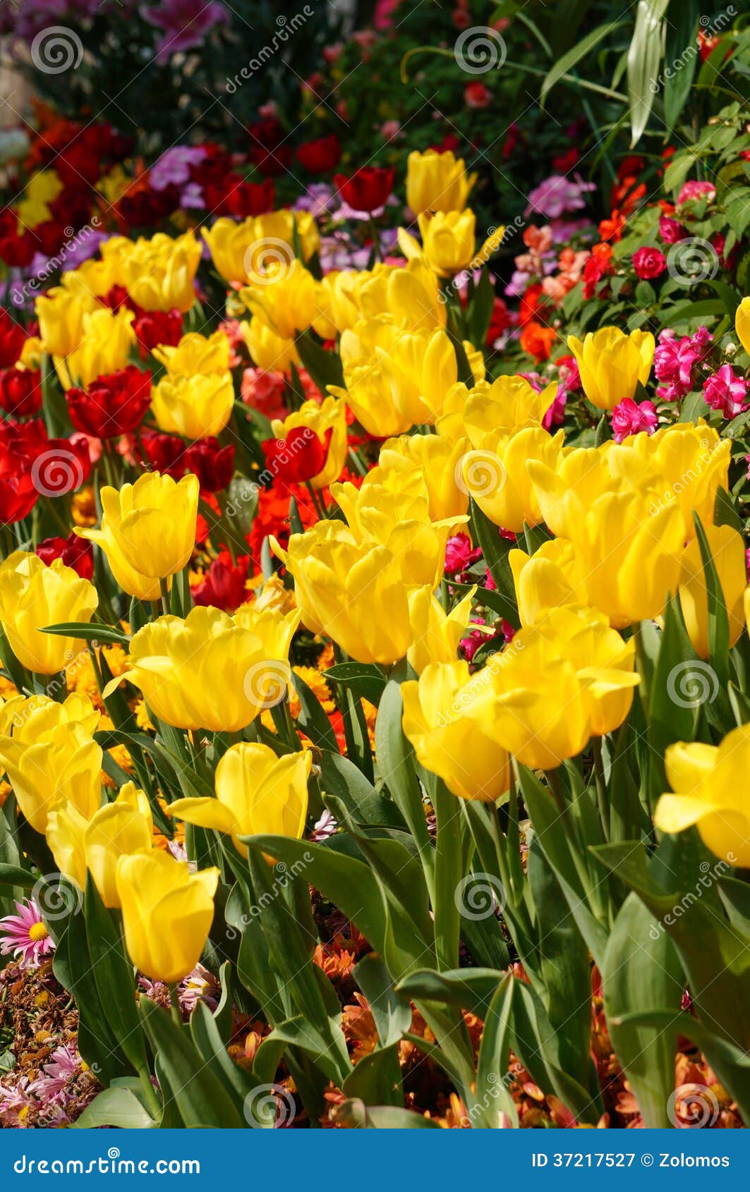 Vivid flowers stock image. Image of nature, texture, flower - 37217527