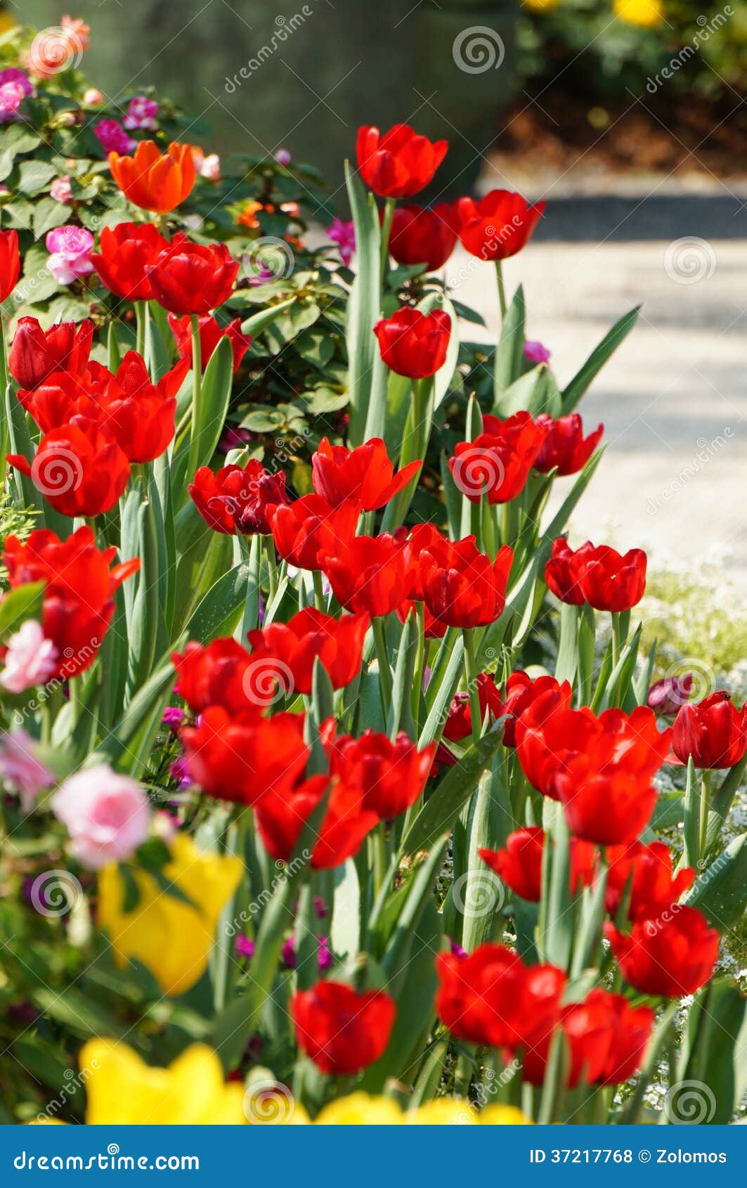 Vivid flowers stock photo. Image of background, natural - 37217768