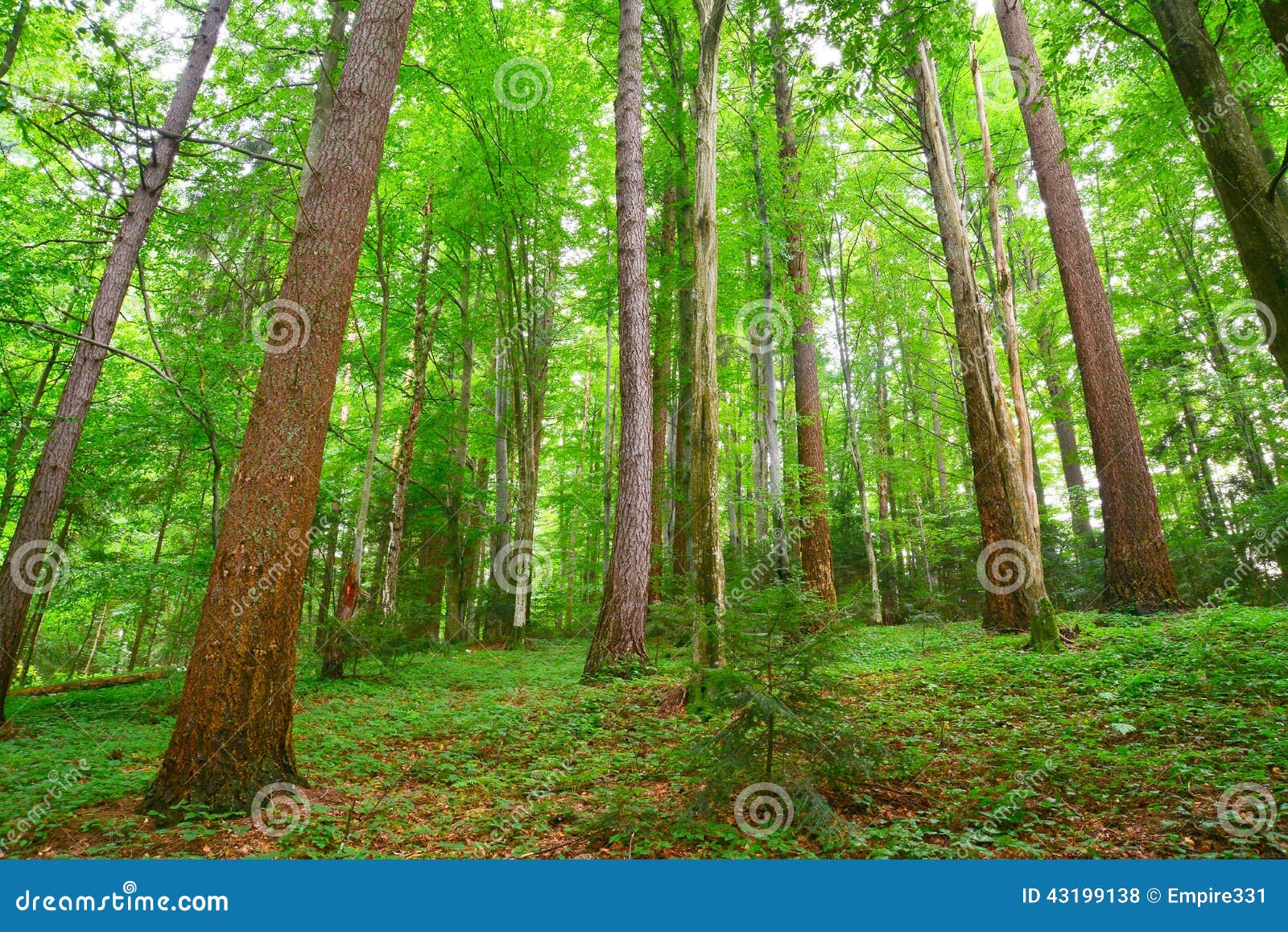 Vivid forest stock photo. Image of panorama, landscape - 43199138