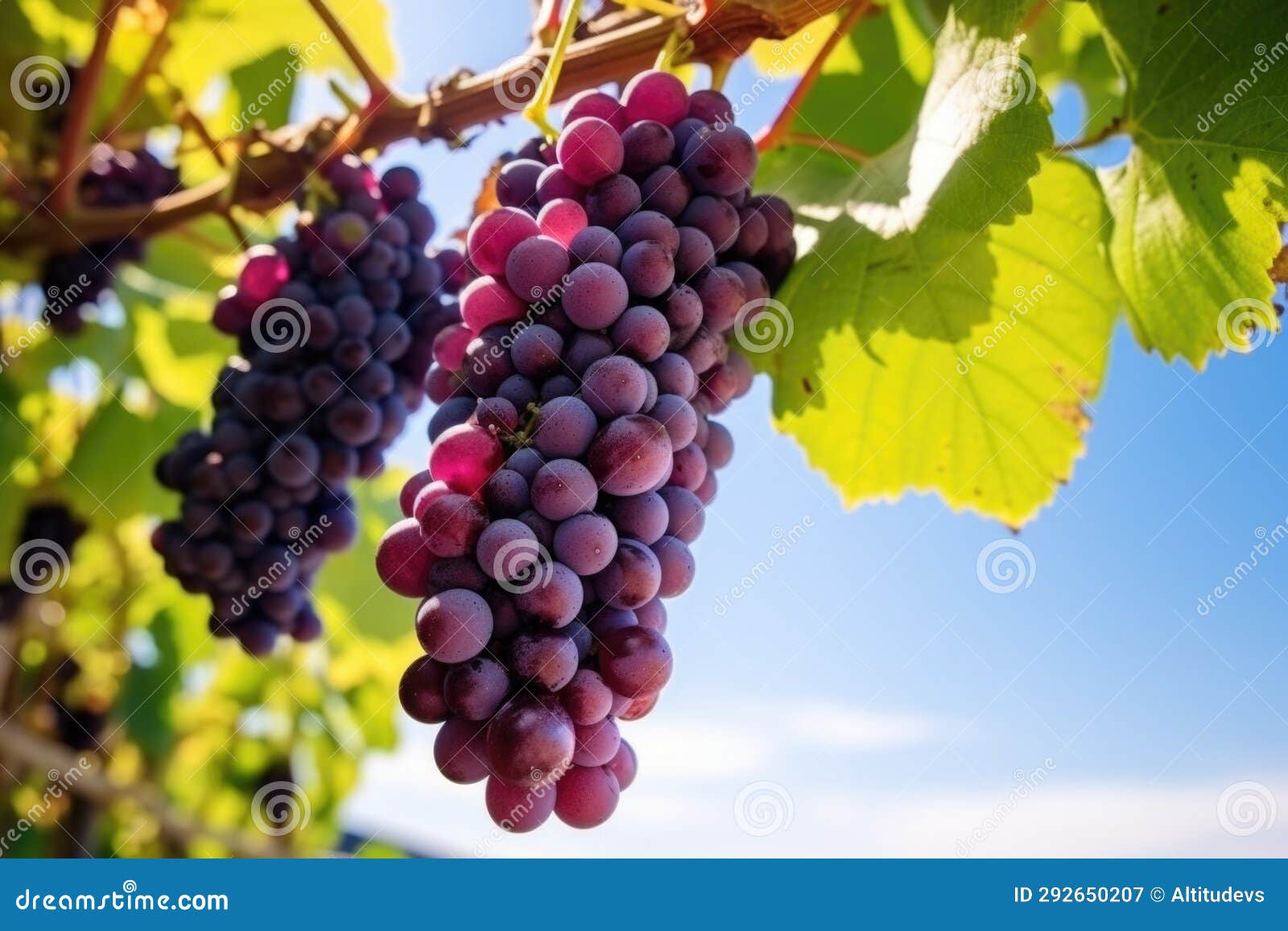 Vivid Grape Clusters Hanging from a Vine Against Sunlight Stock Image ...