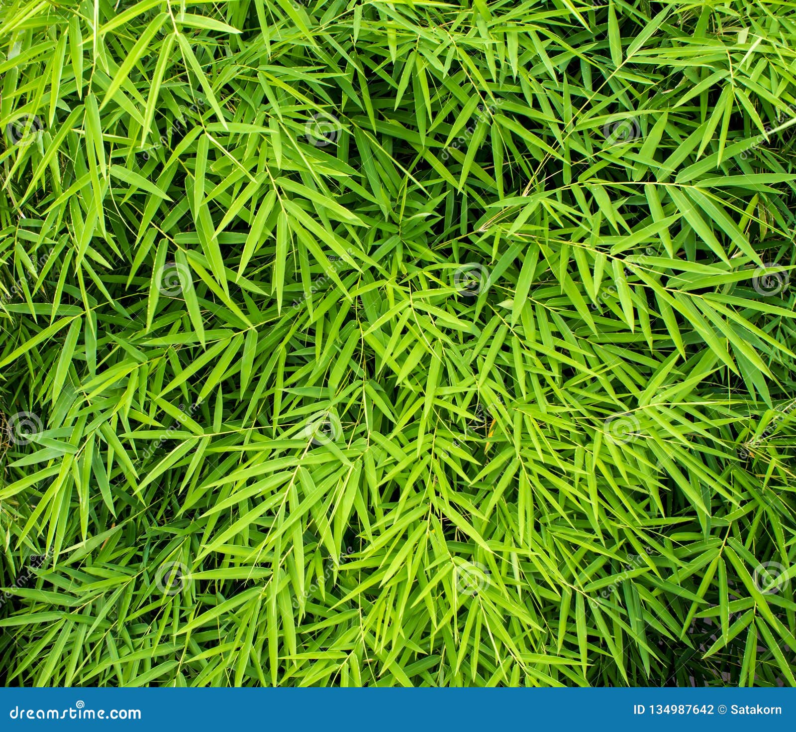 Vivid Green Color of Bamboo Leaf Stock Photo - Image of japan ...