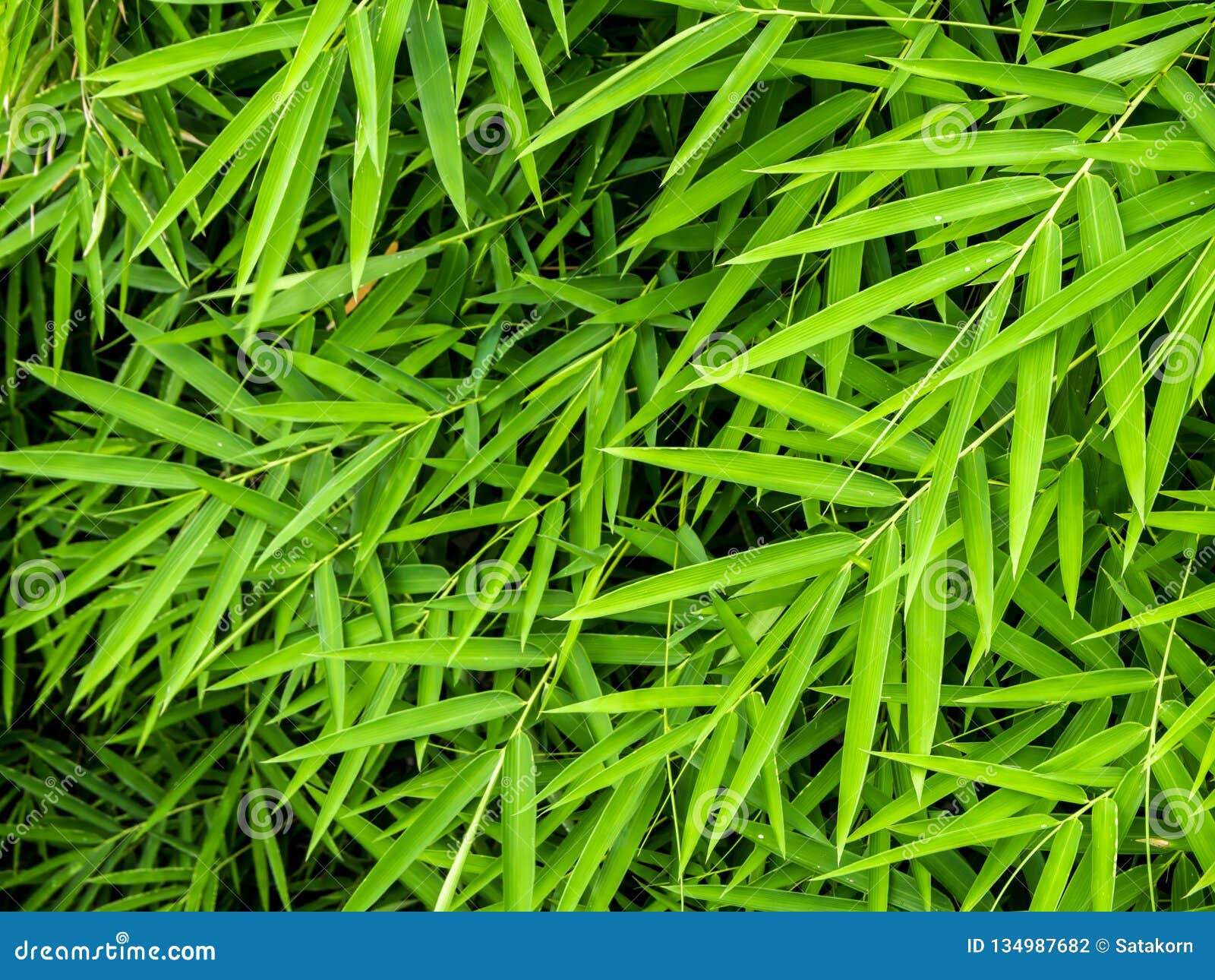 Vivid Green Color of Bamboo Leaf Stock Photo - Image of pattern, lush ...