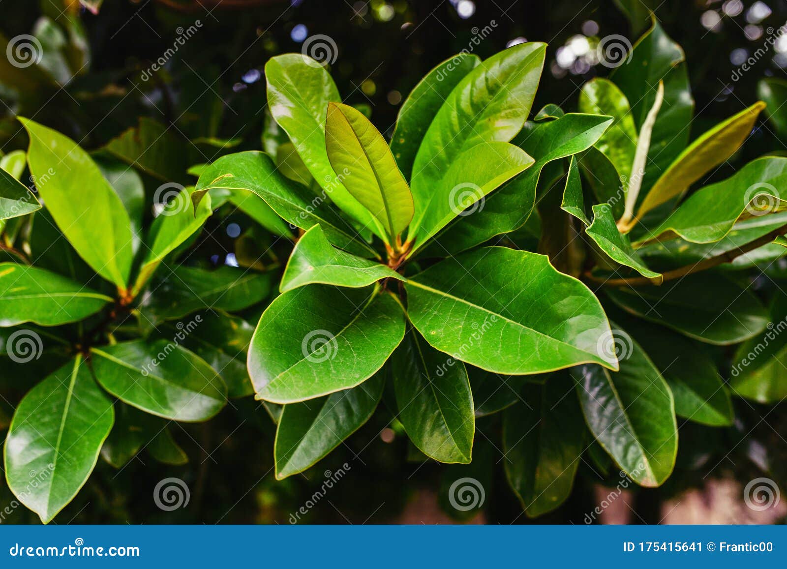 Green Leaves of the Laurel Tree Stock Image - Image of freshness ...