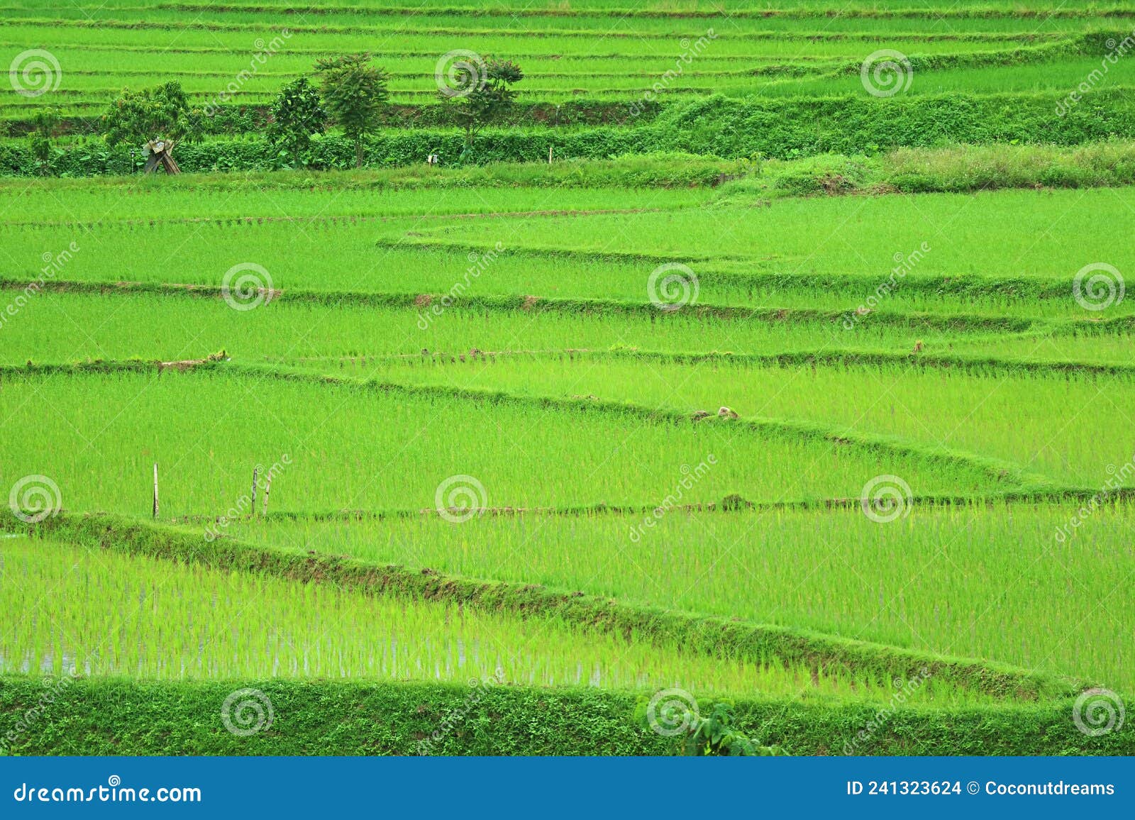 Green Paddy Field with Growing Rice Plants Stock Photo - Image of lush ...