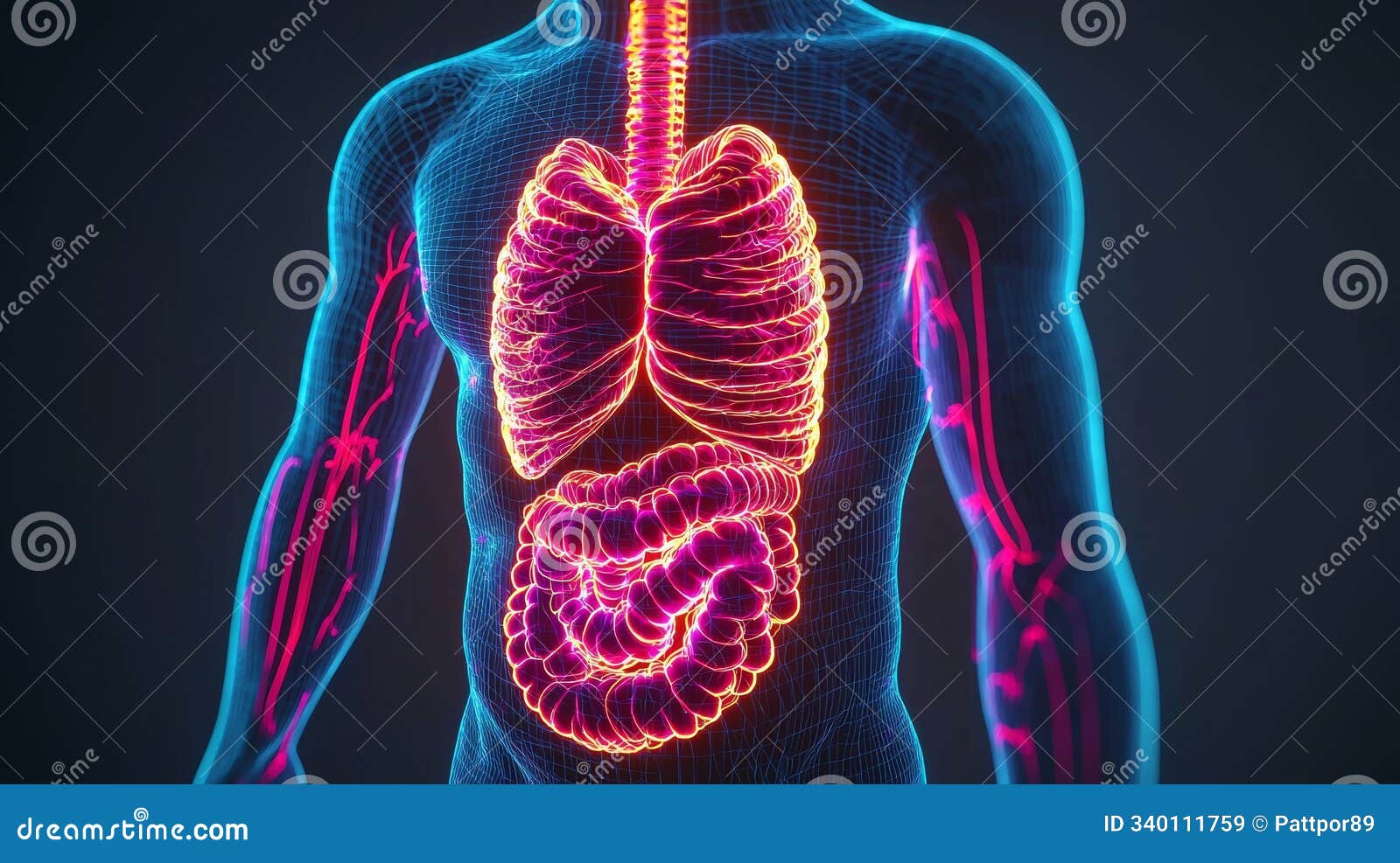 Glowing Digestive System Representation Stock Illustration ...