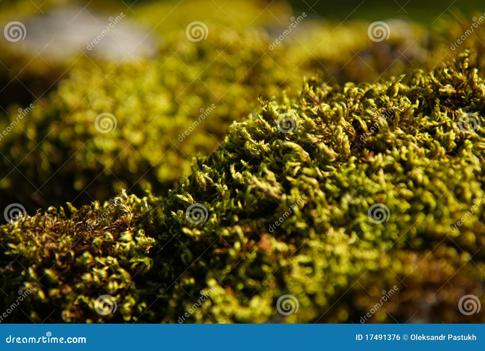 Vivid moss macro stock photo. Image of light, ground - 17491376