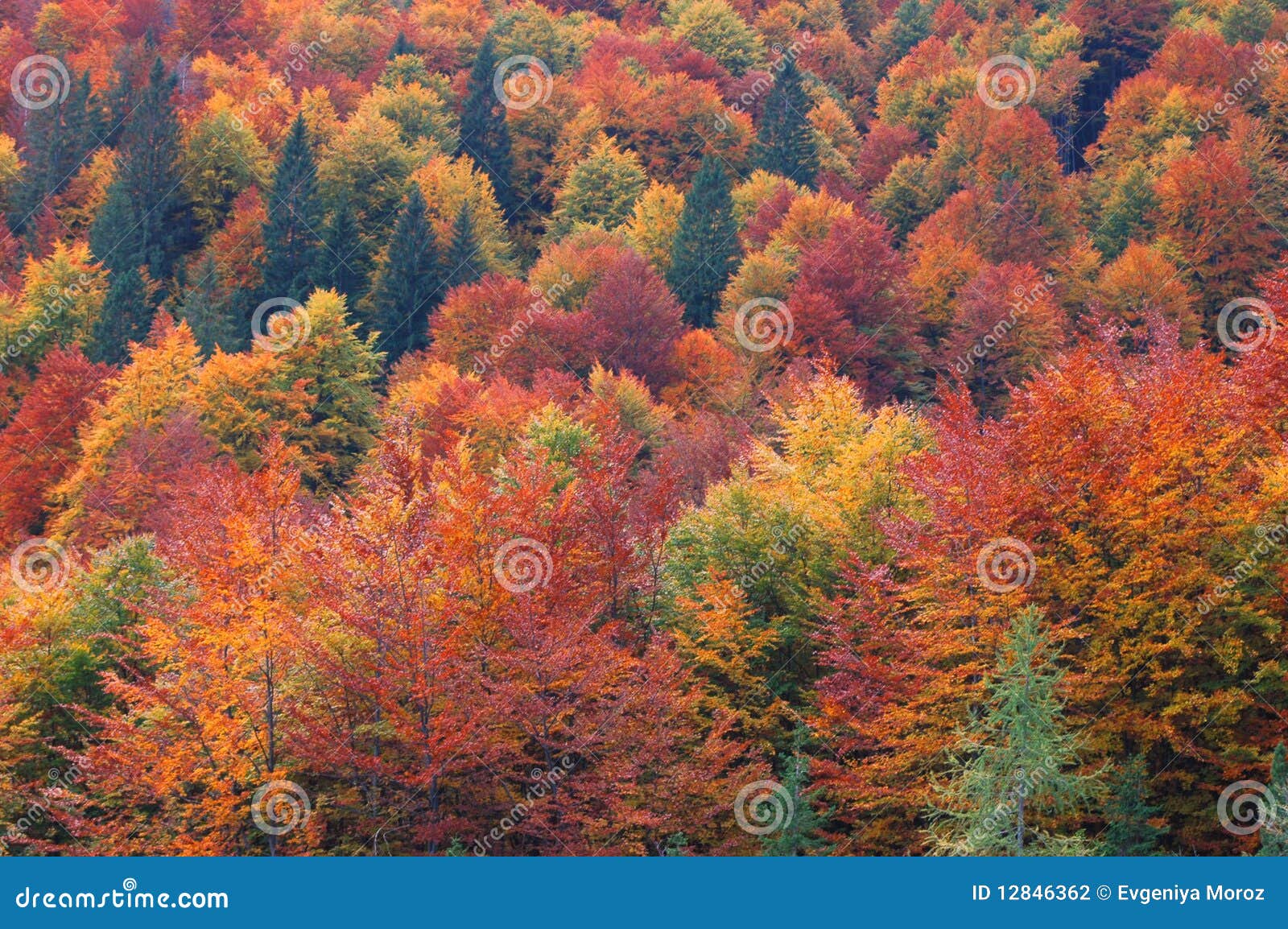 Vivid multi-colored autumn stock photo. Image of leaves - 12846362 Vivid multi-colored autumn stock photo. Image of leaves - 12846362