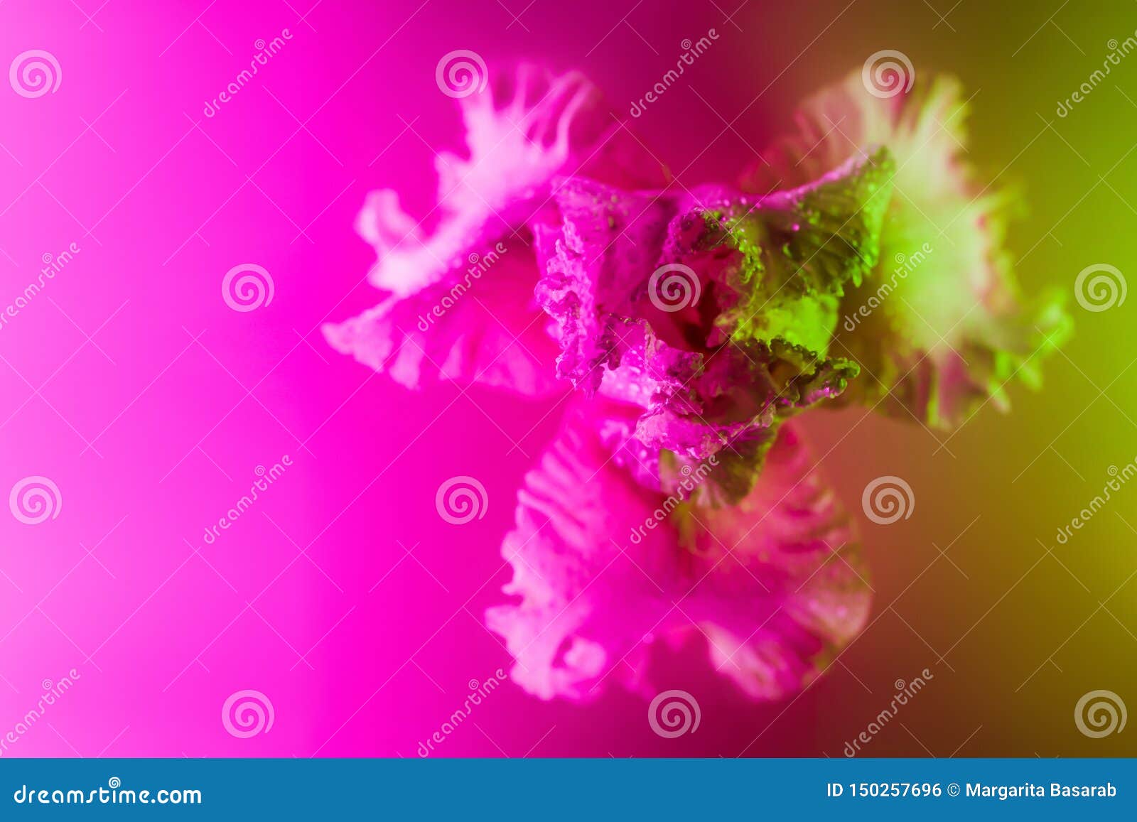Vivid Neon Colored Iris Flower Bud Stock Photo - Image of closeup, iris ...