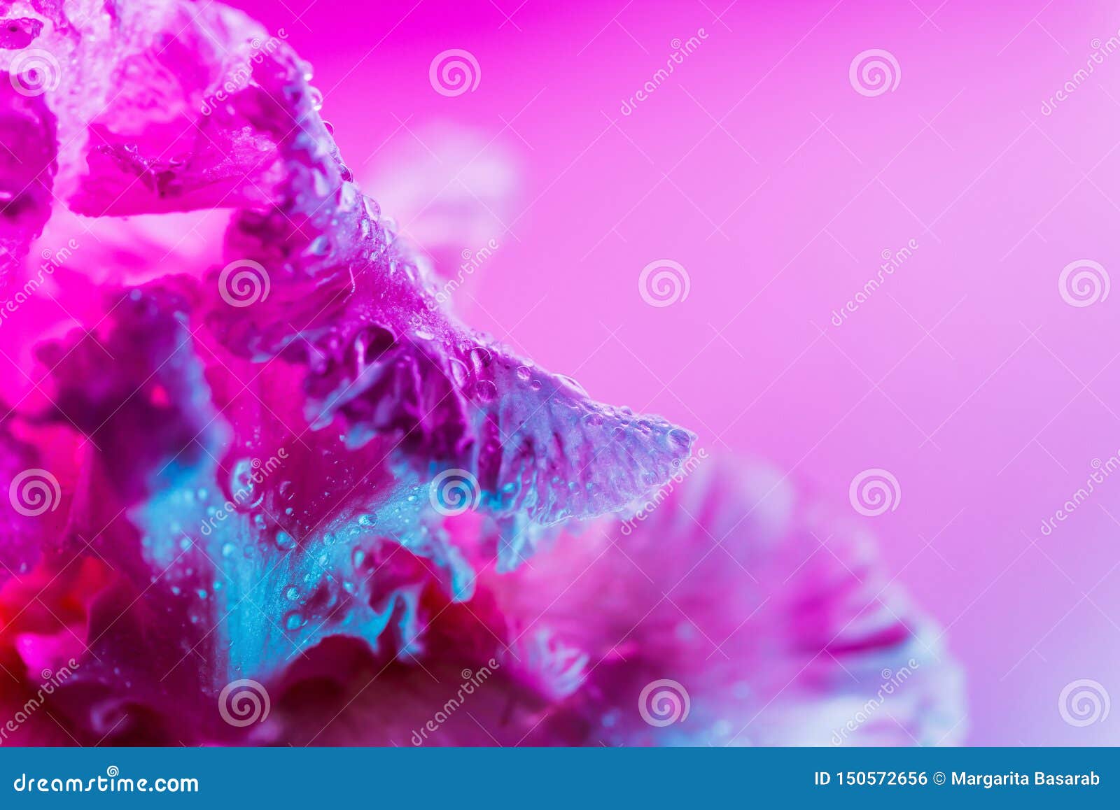 Vivid Neon Colored Iris Flower Bud Stock Photo - Image of multicolor ...