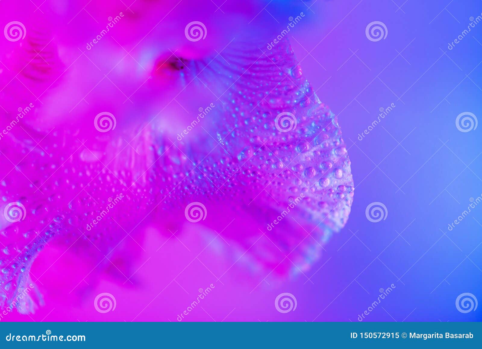 Vivid Neon Colored Iris Flower Bud Stock Image - Image of flora, garden ...