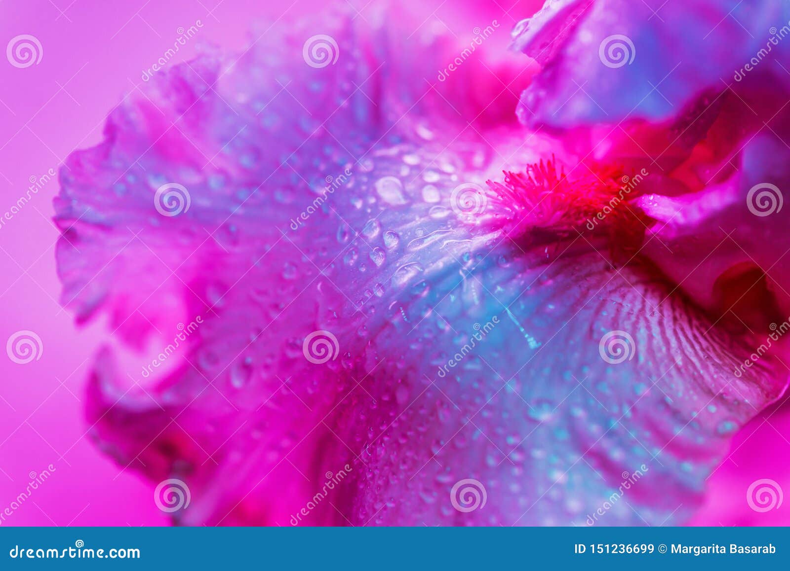 Vivid Neon Colored Iris Flower Bud Stock Image - Image of irises, copy ...