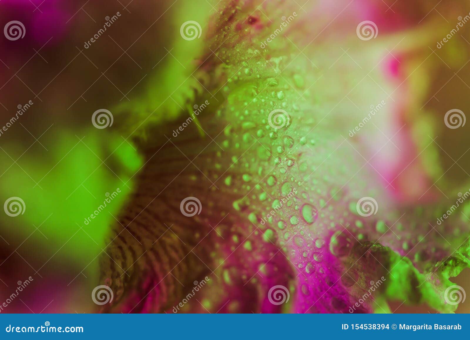 Vivid Neon Colored Iris Flower Bud Stock Photo - Image of irises, copy ...