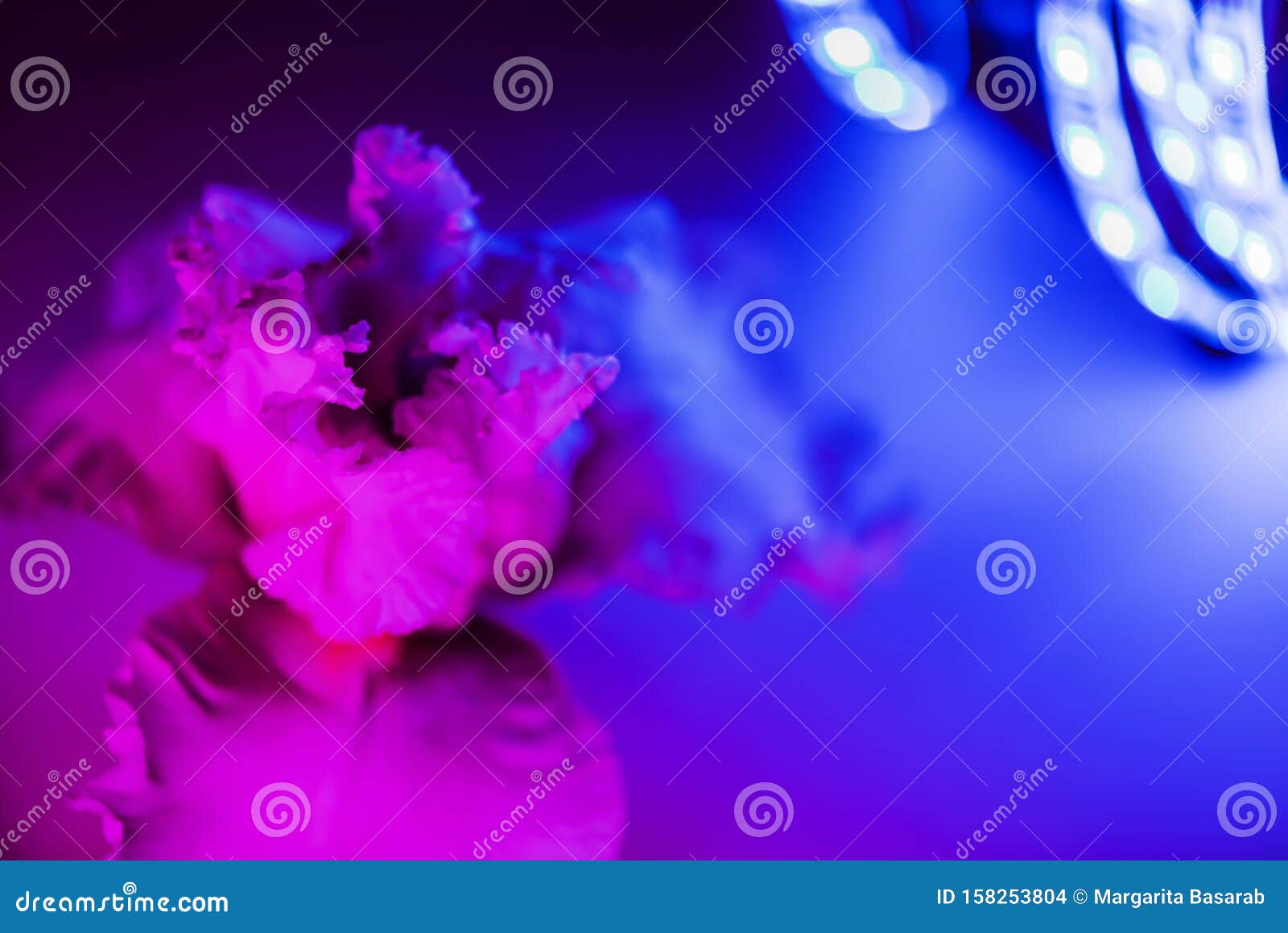 Vivid Neon Colored Iris Flower Bud Stock Photo - Image of color, irises ...