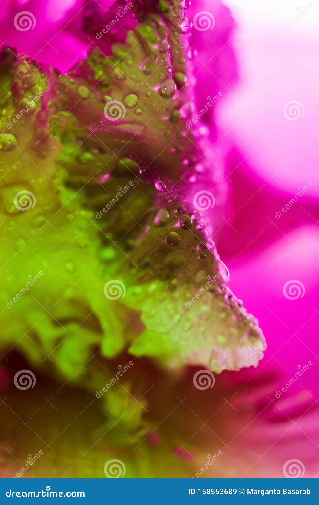 Vivid Neon Colored Iris Flower Bud Stock Image - Image of beauty ...