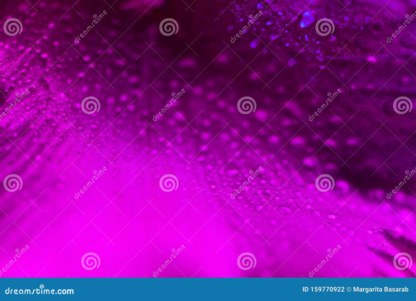 Vivid Neon Colored Iris Flower Bud Stock Photo - Image of bright ...